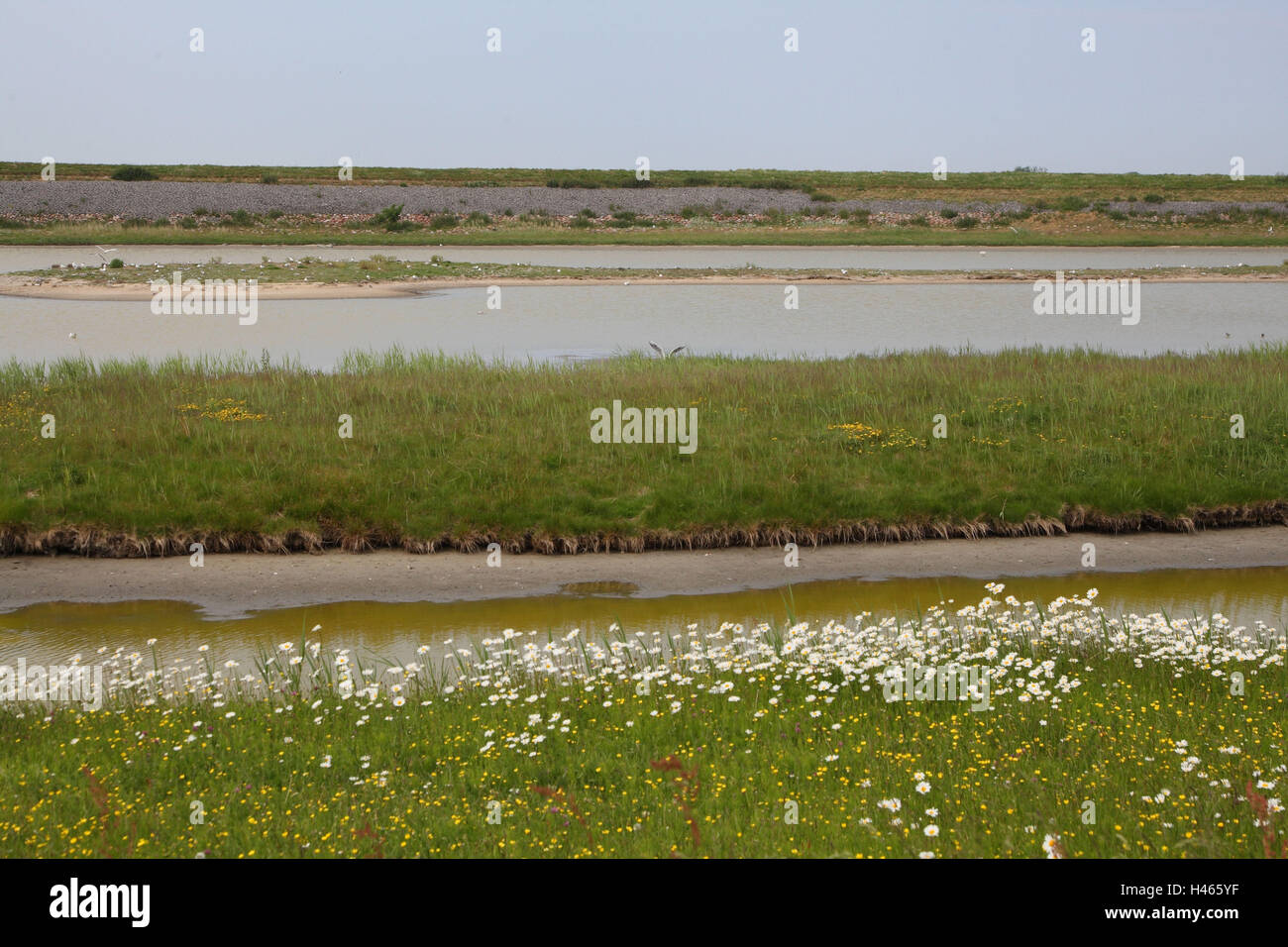Isola di texel olanda immagini e fotografie stock ad alta risoluzione ...