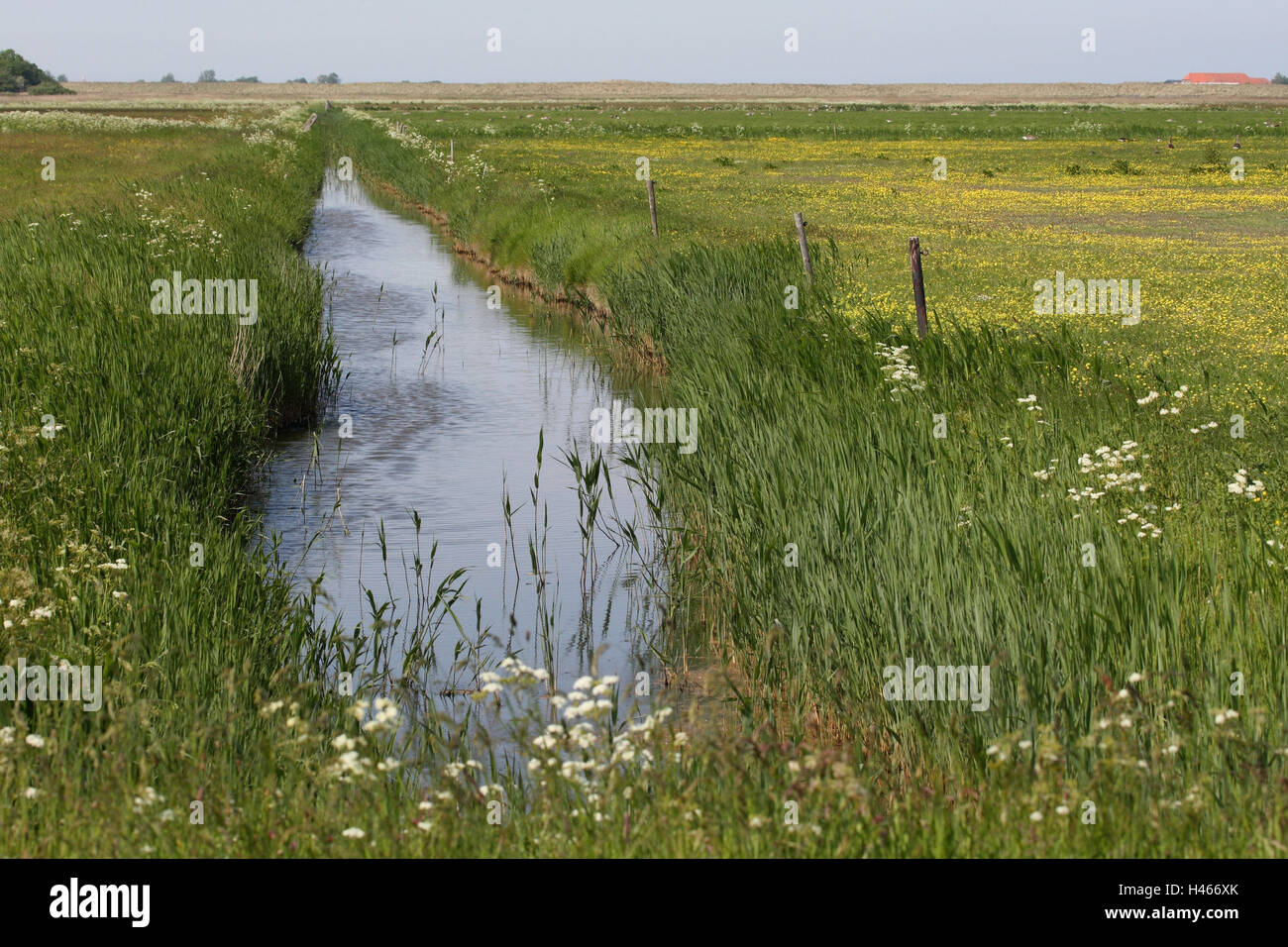 Isola di texel olanda immagini e fotografie stock ad alta risoluzione ...