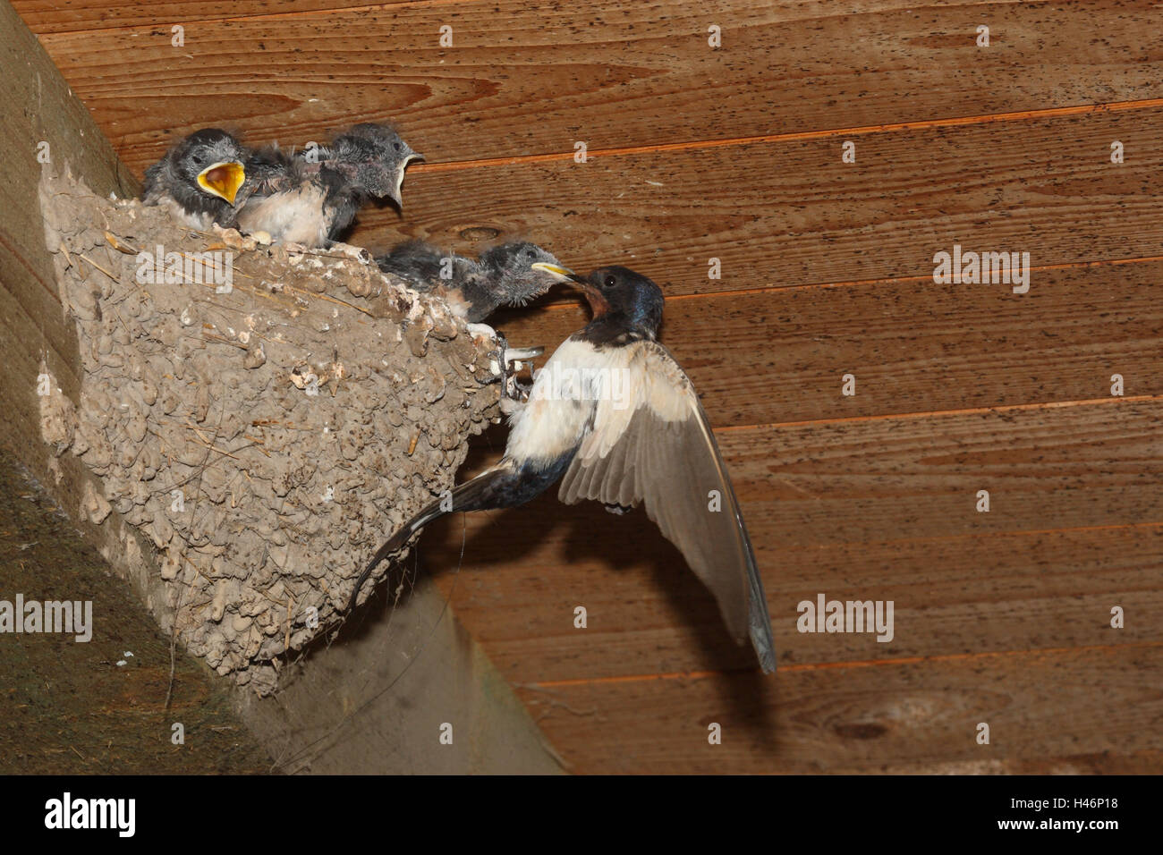 Rondini uccelli nido di animali immagini e fotografie stock ad alta ...