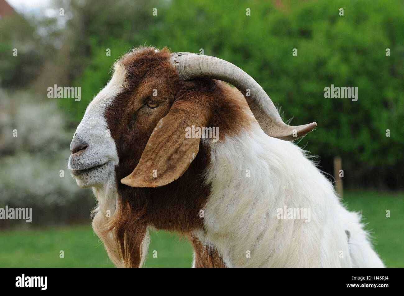 Capra Boera Maschio