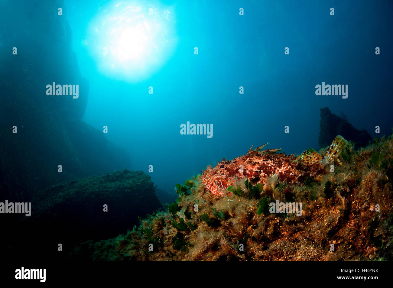 Pesci scorpione immagini e fotografie stock ad alta risoluzione - Alamy