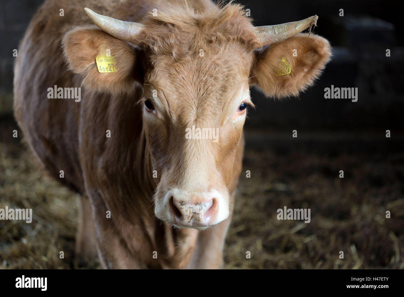 Muso di mucca immagini e fotografie stock ad alta risoluzione - Alamy