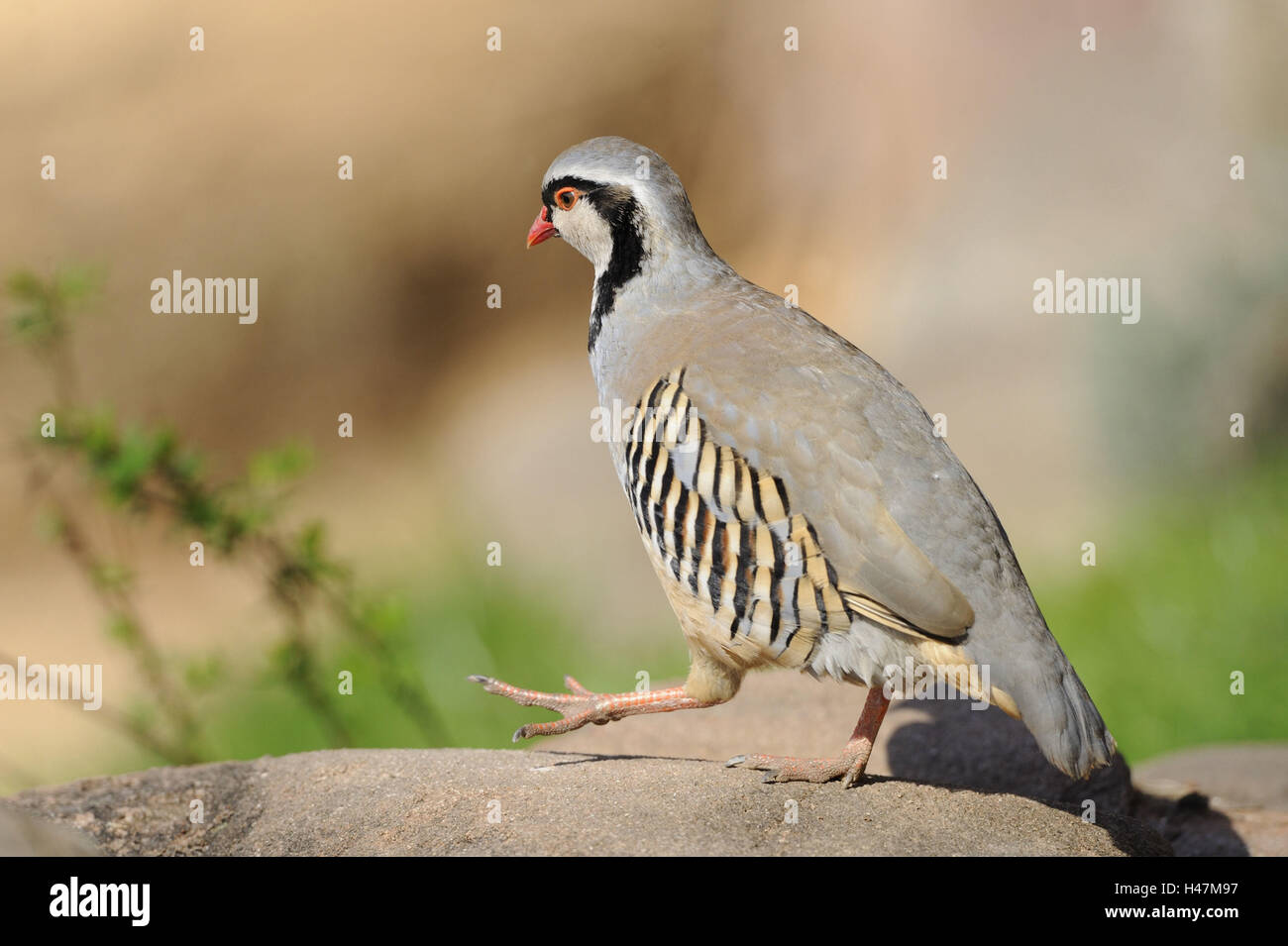 Alectoris graeca immagini e fotografie stock ad alta risoluzione - Alamy
