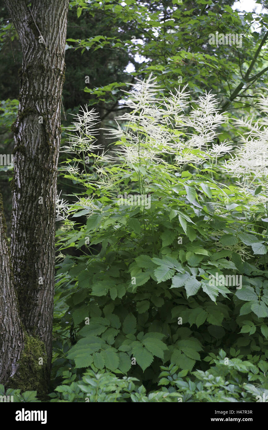 Barba di capre aruncus dioicus immagini e fotografie stock ad alta ...