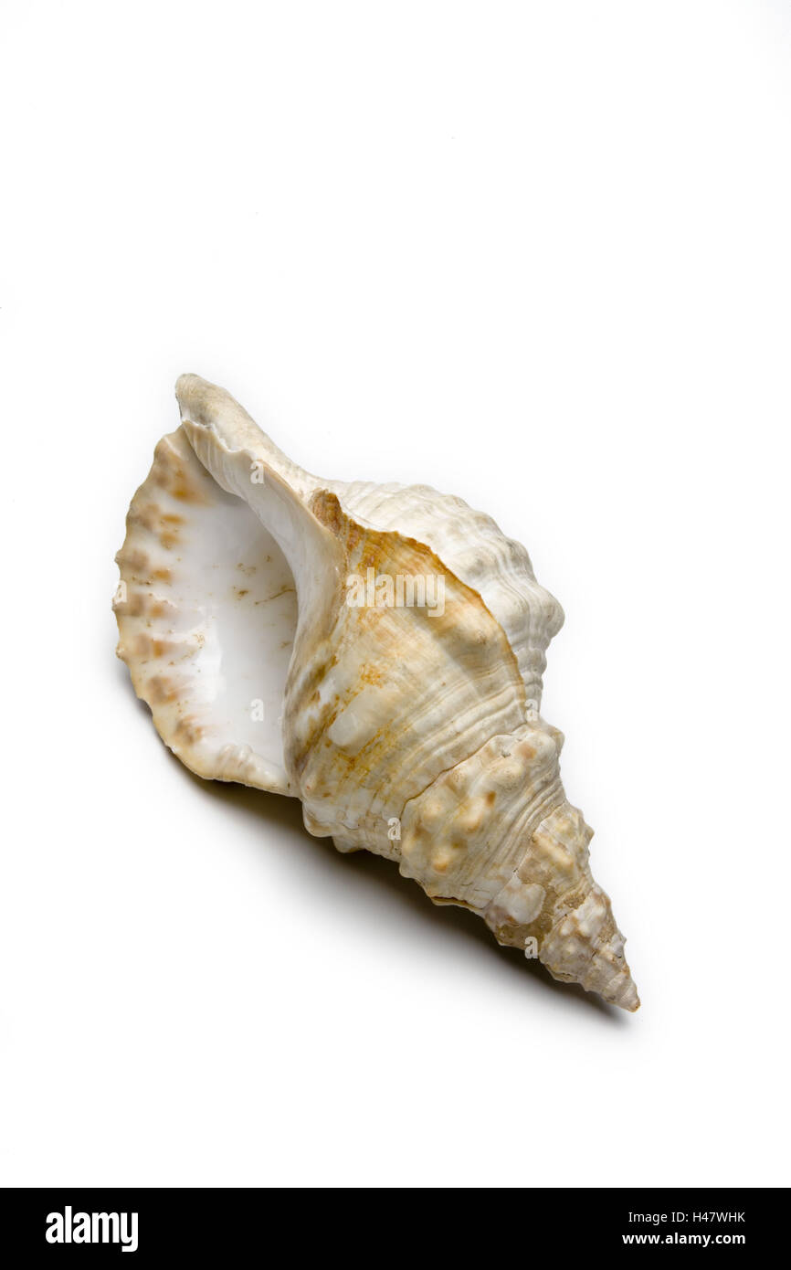 Ranella gigantea immagini e fotografie stock ad alta risoluzione - Alamy