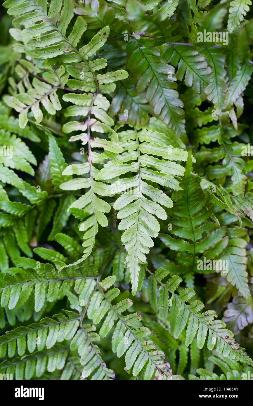 Fronde triangolari immagini e fotografie stock ad alta risoluzione - Alamy