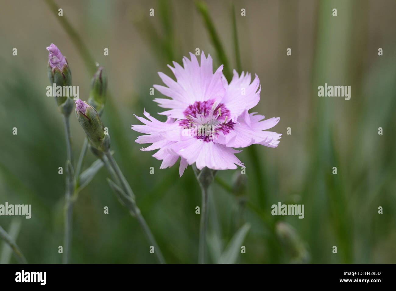 Garofano dianthus caryophyllus immagini e fotografie stock ad alta ...