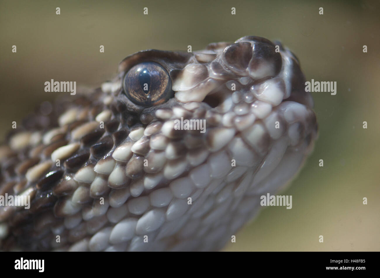 Side view of a viper snake head immagini e fotografie stock ad alta ...