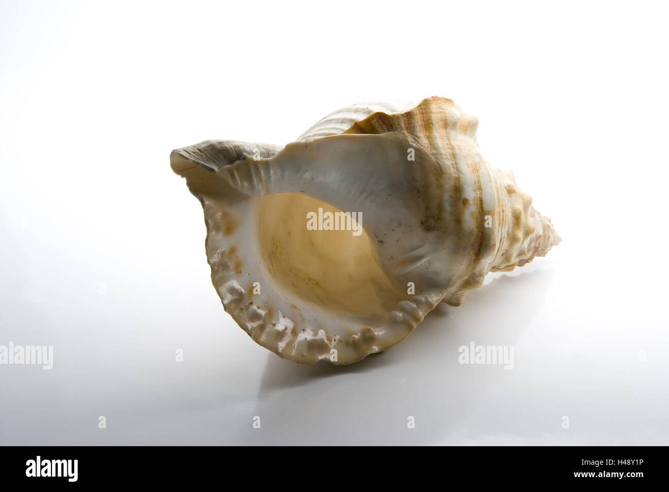 Ranella gigantea immagini e fotografie stock ad alta risoluzione - Alamy