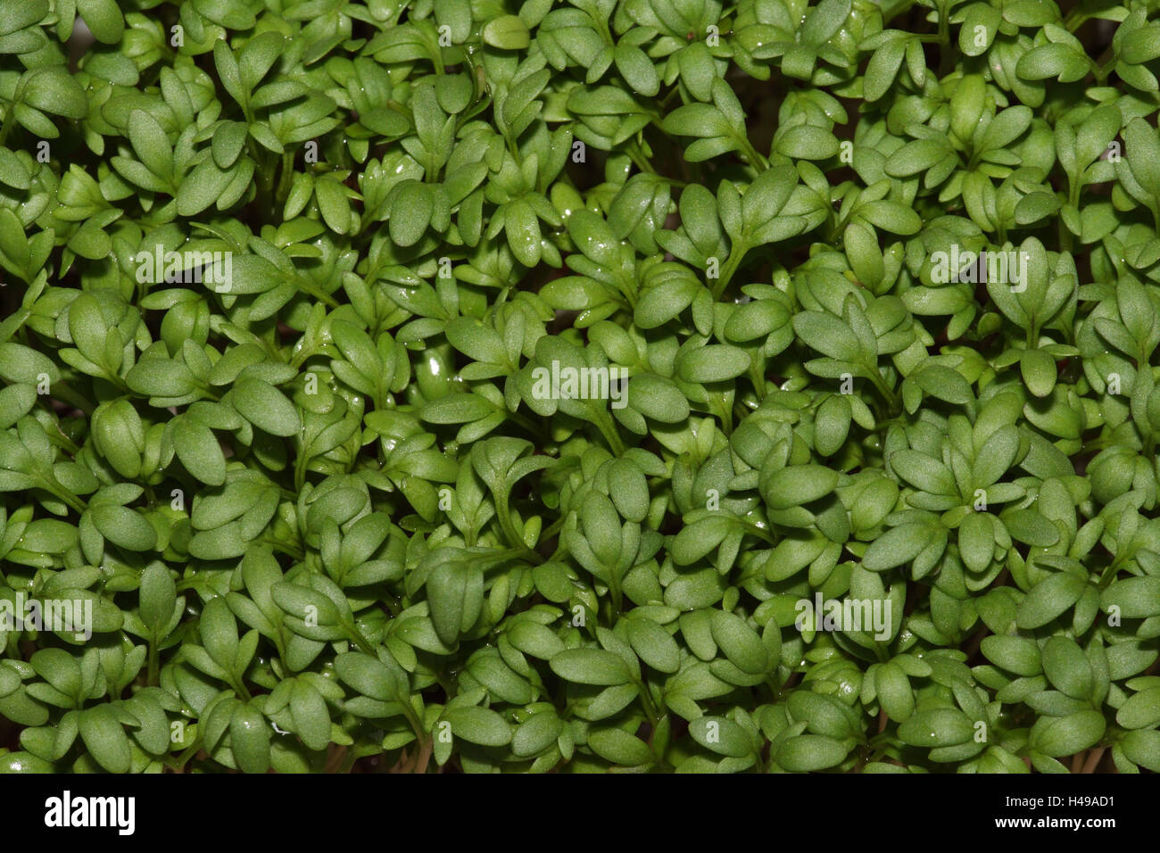 Crescione di giardino immagini e fotografie stock ad alta risoluzione ...