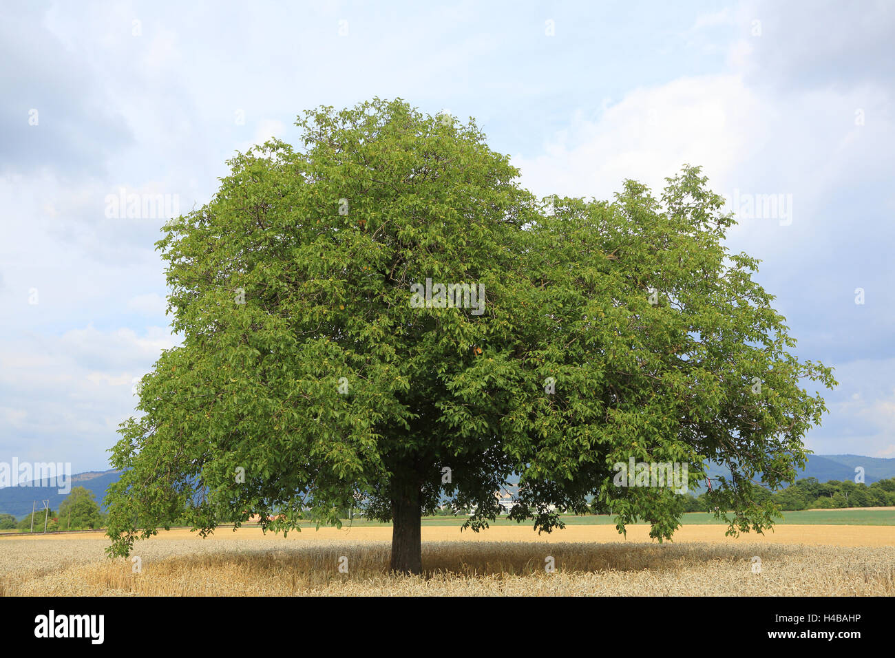Albero di noce immagini e fotografie stock ad alta risoluzione - Alamy