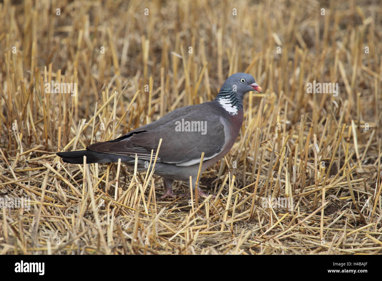 Colombaccio columba palumbus immagini e fotografie stock ad alta ...