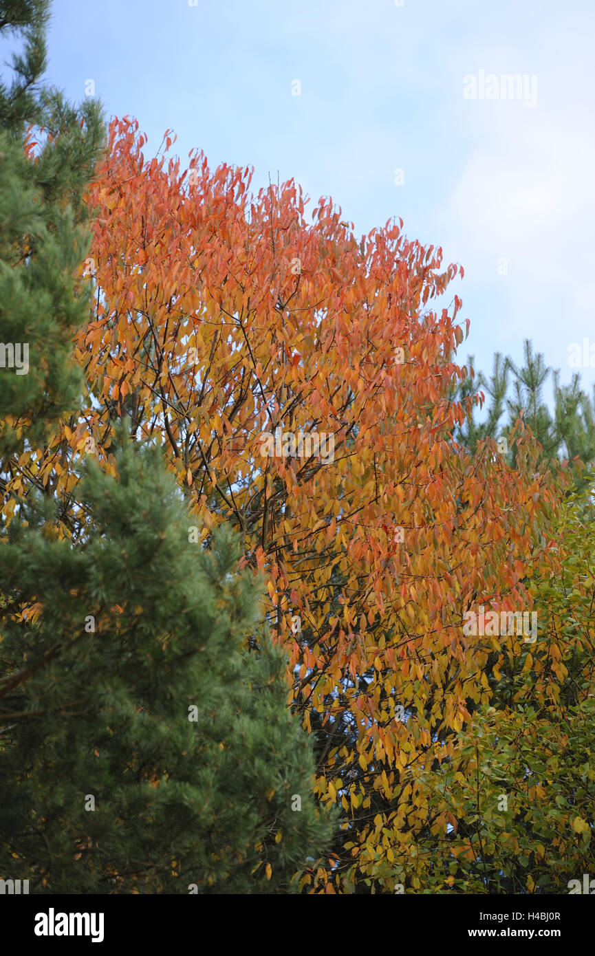 Prunus cerasus morello cherry immagini e fotografie stock ad alta ...