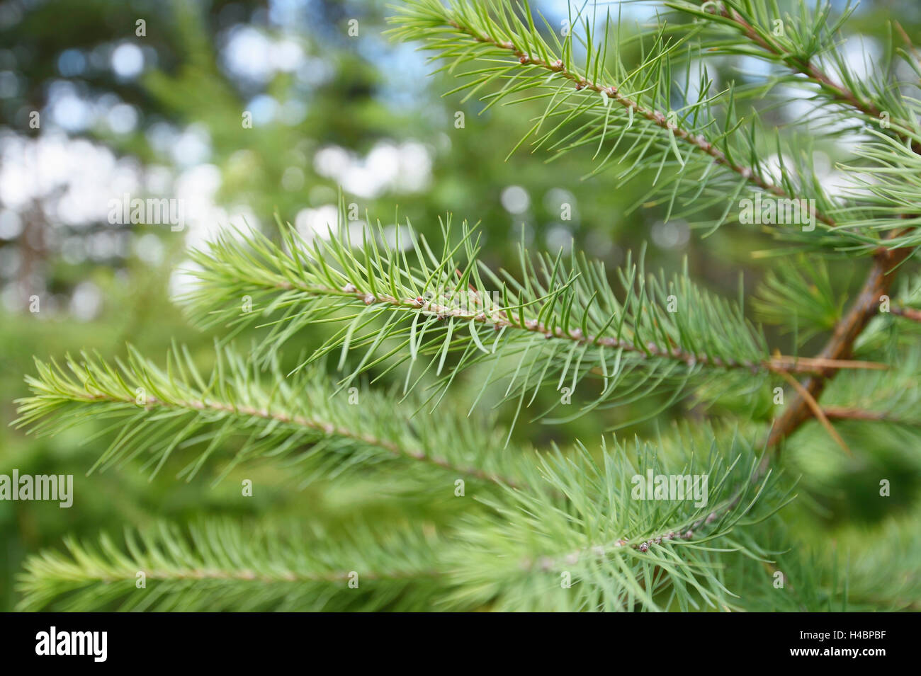 Larice europeo, Larix decidua, aghi, close-up Foto stock - Alamy