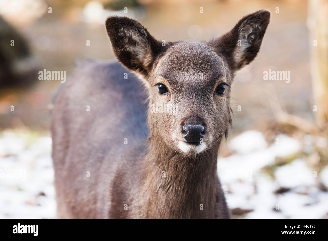 Specie di cervo femmina immagini e fotografie stock ad alta risoluzione ...