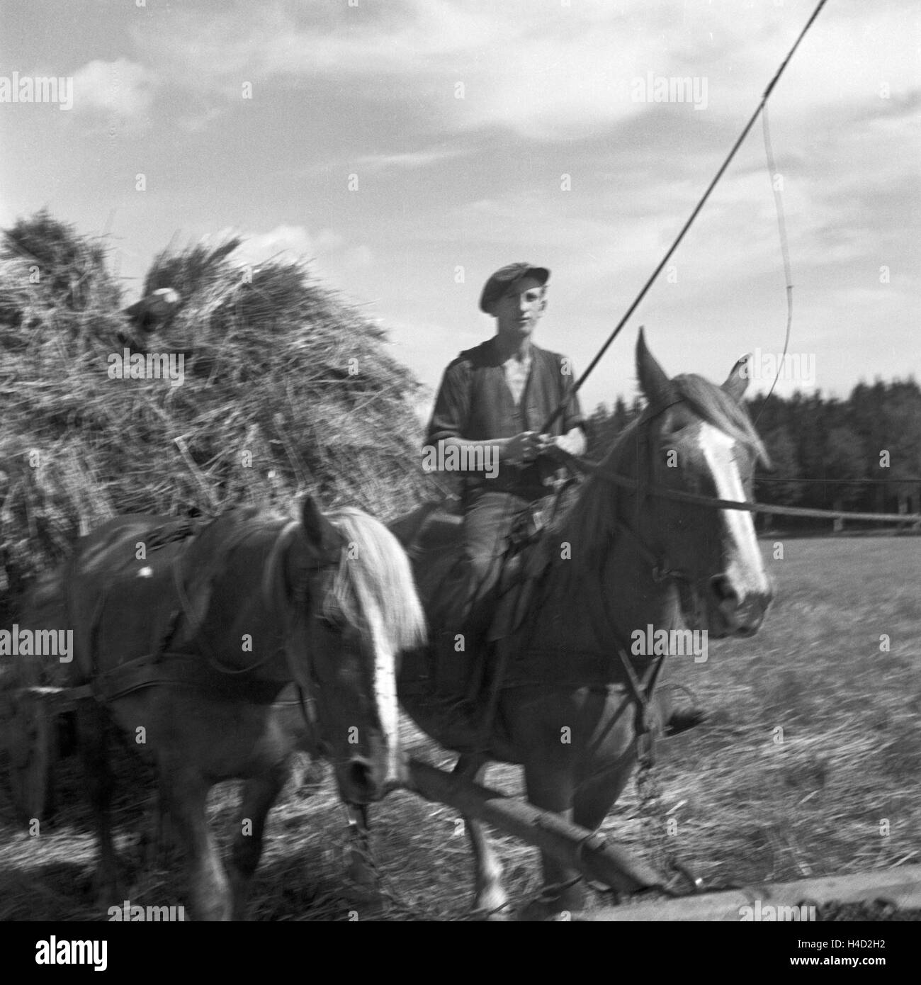 In Heuernte Masuren in Ostpreußen, Deutschland 1930er Jahre. Harvestin ...
