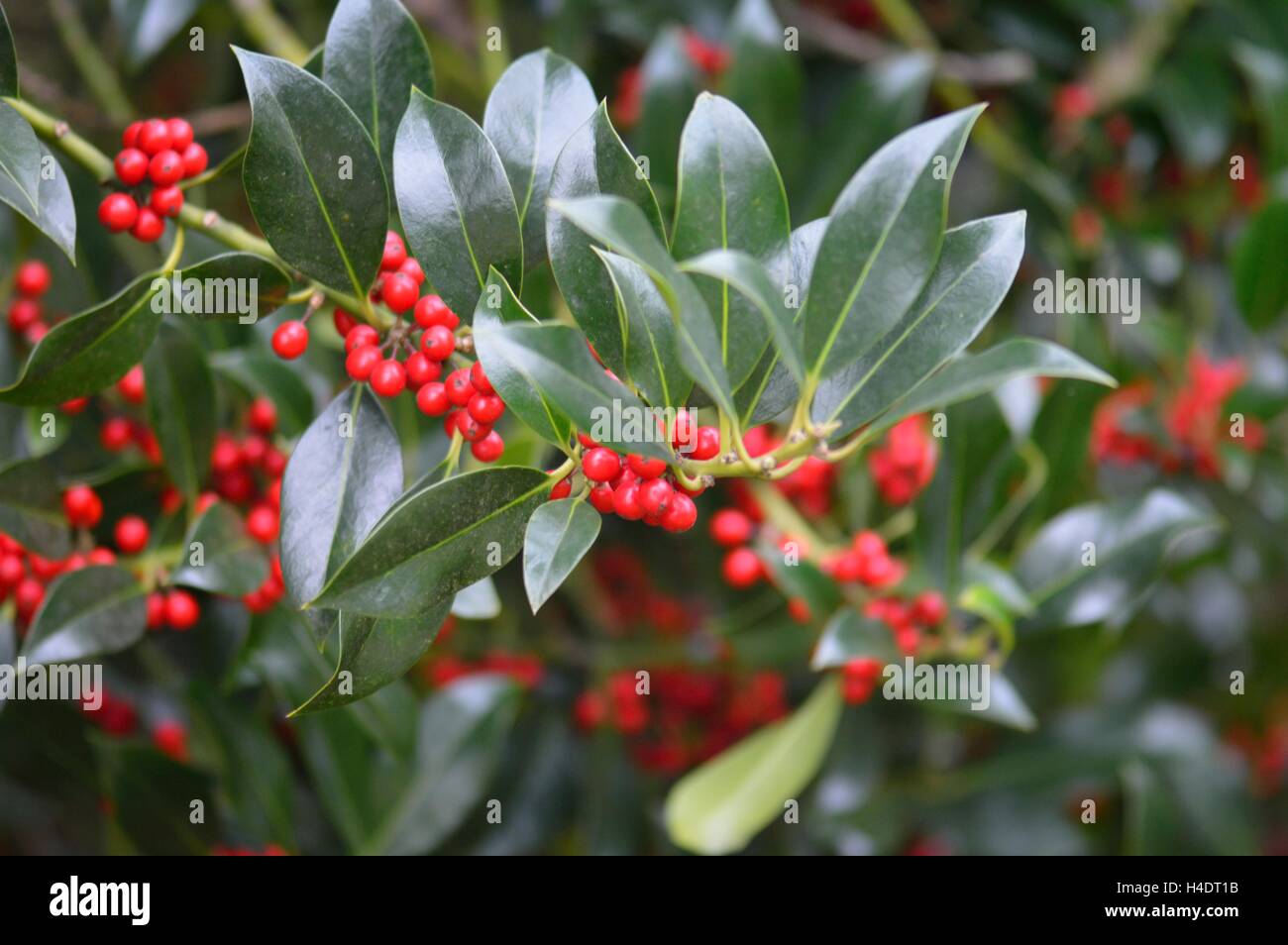 Frutti di bosco su agrifoglio Ilex aquifolium Foto stock - Alamy