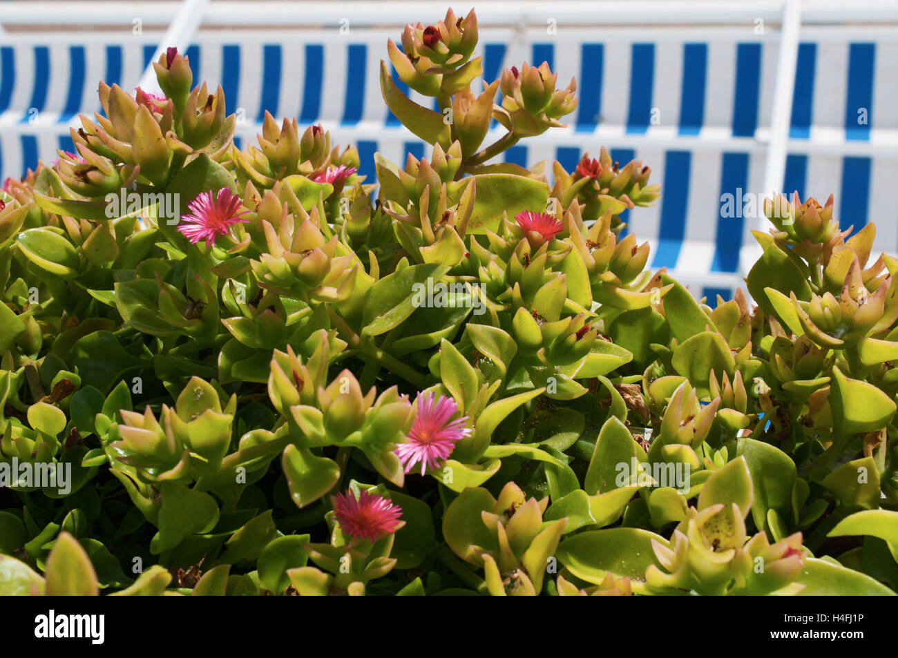 Pianta succulenta con fiori rosa immagini e fotografie stock ad alta ...