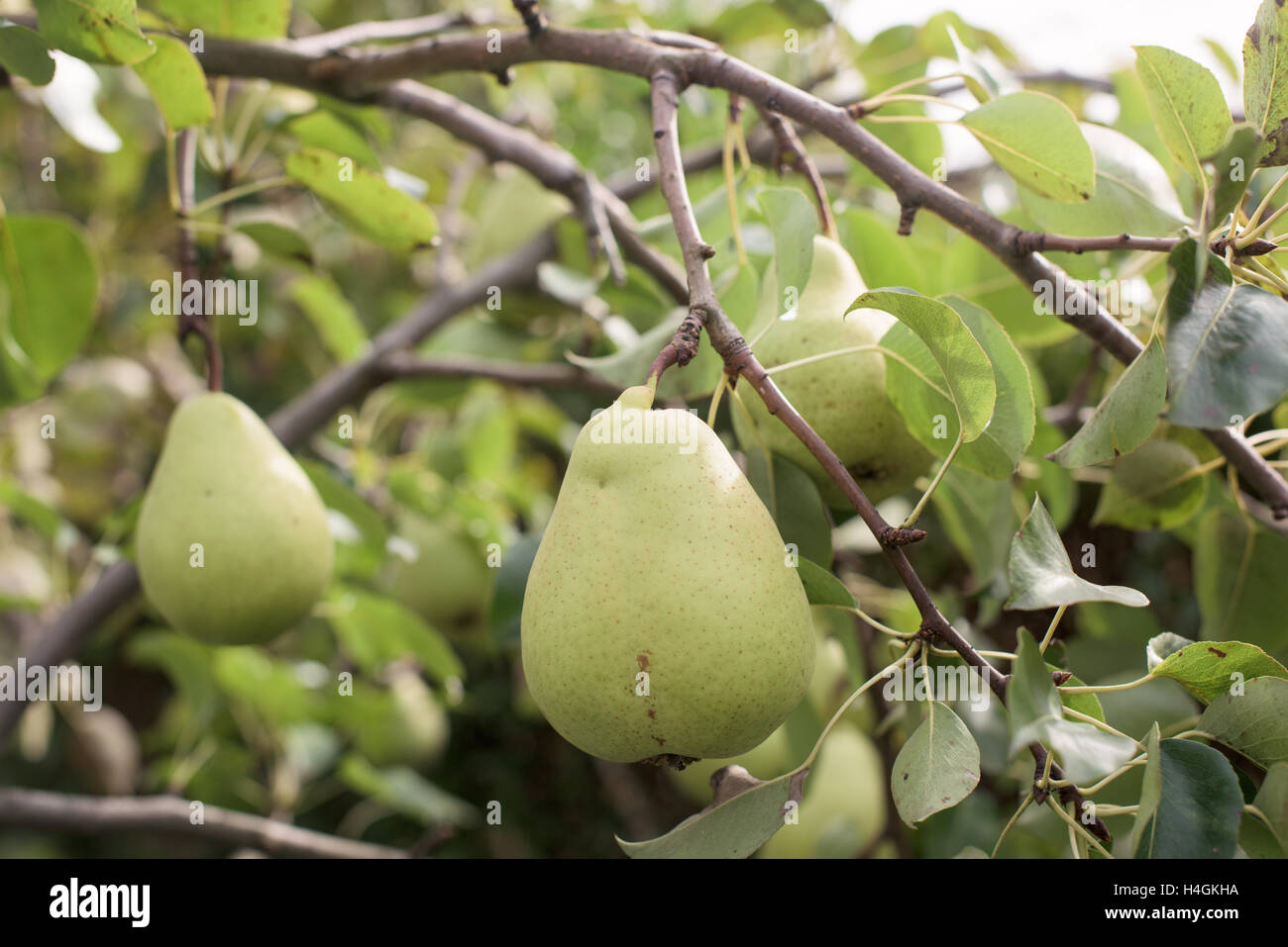 Albero foglia verde immagini e fotografie stock ad alta risoluzione - Alamy