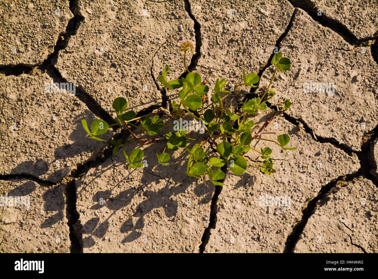 Clima arido immagini e fotografie stock ad alta risoluzione - Alamy