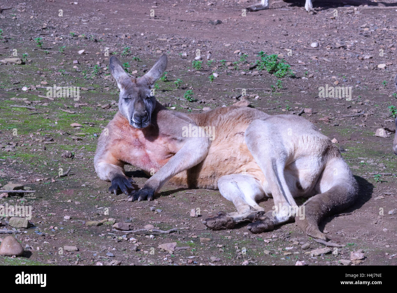 Canguro in un recinto immagini e fotografie stock ad alta risoluzione ...