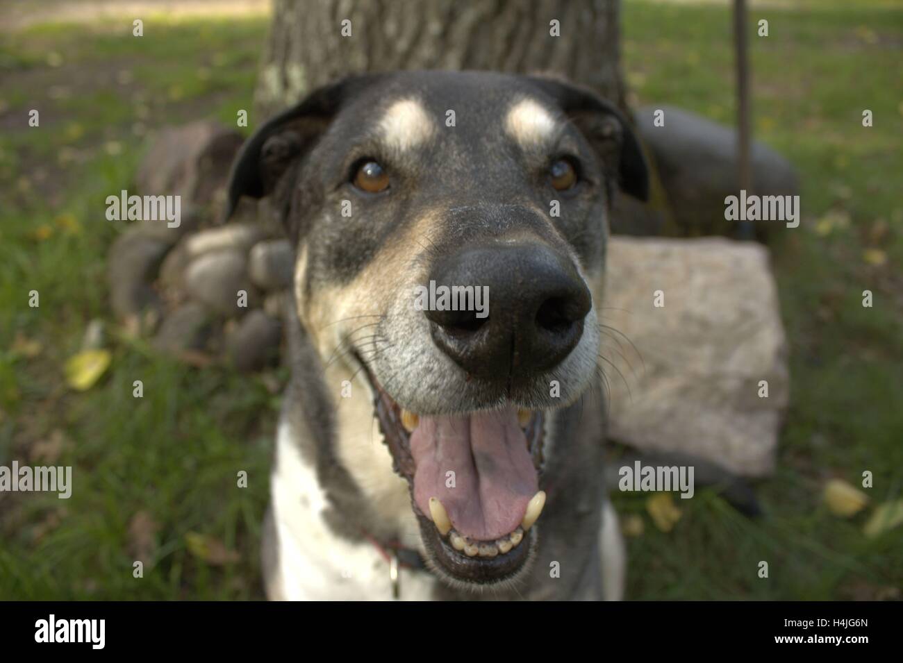 Cane grosso naso nero immagini e fotografie stock ad alta risoluzione ...
