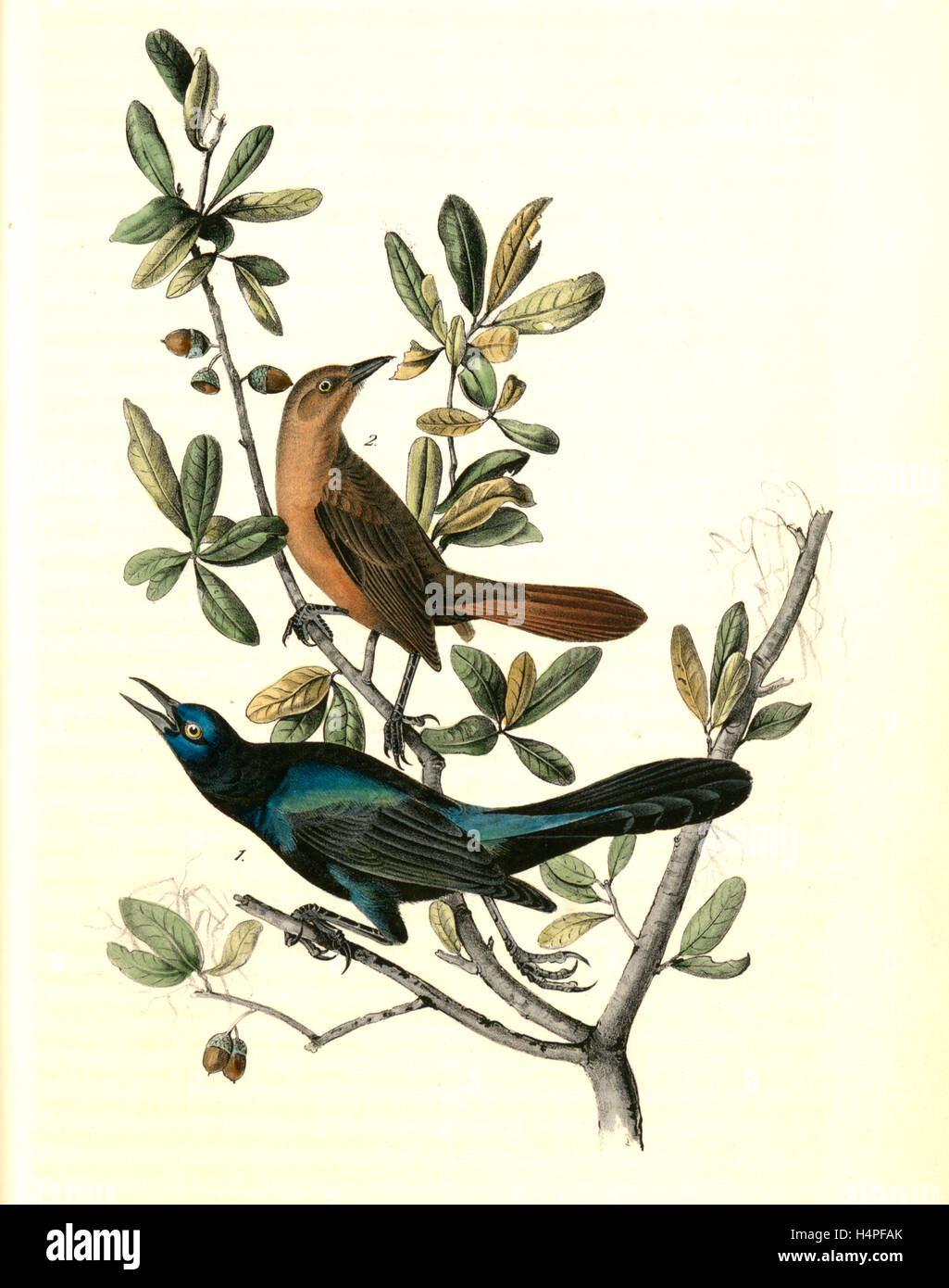 Quercus virens immagini e fotografie stock ad alta risoluzione - Alamy