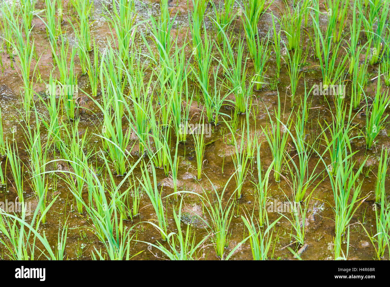 Pianta di indonesia immagini e fotografie stock ad alta risoluzione - Alamy