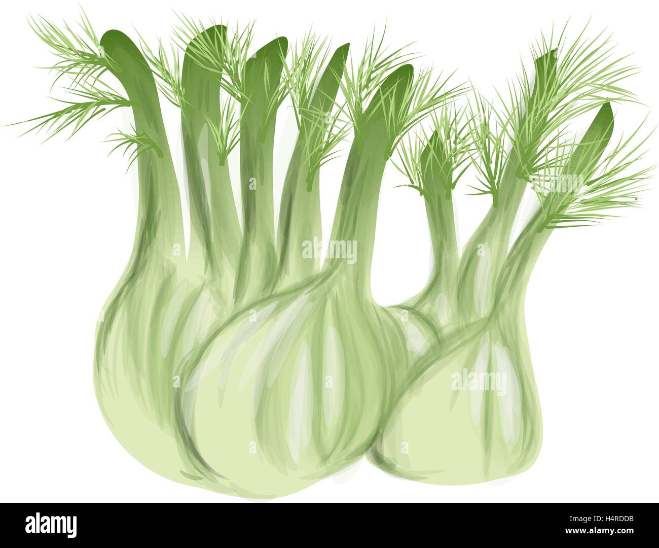 Pianta di finocchio Immagini Vettoriali Stock - Alamy