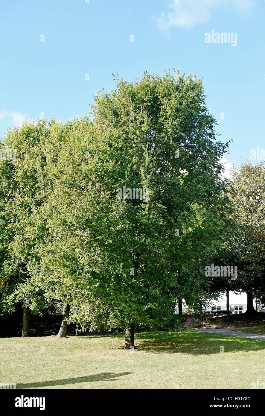 Olmo campestre ( Ulmus minor ) in Queens Park Brighton Foto stock - Alamy