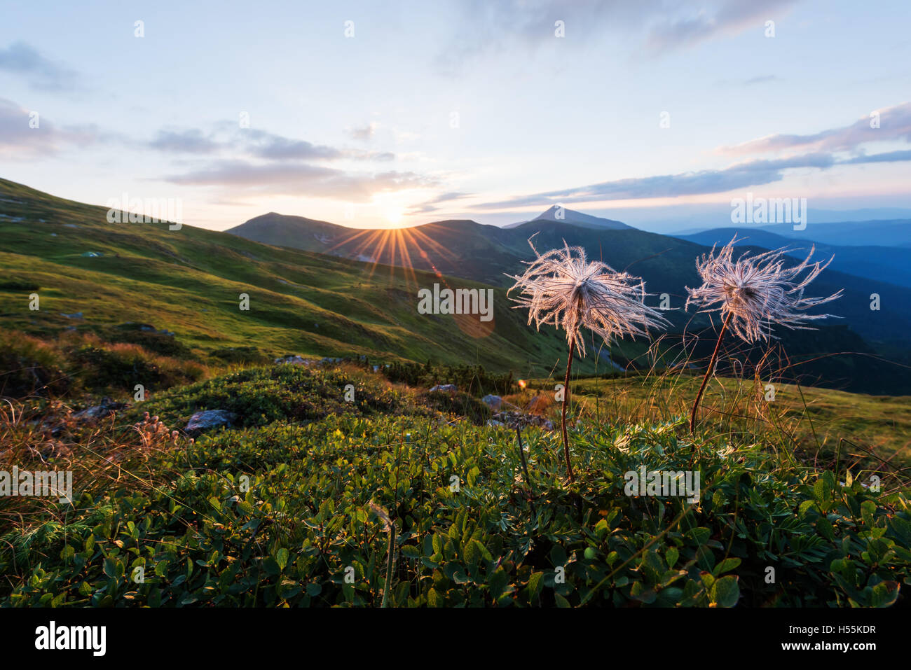 Bellissimo fiore alpino immagini e fotografie stock ad alta risoluzione ...