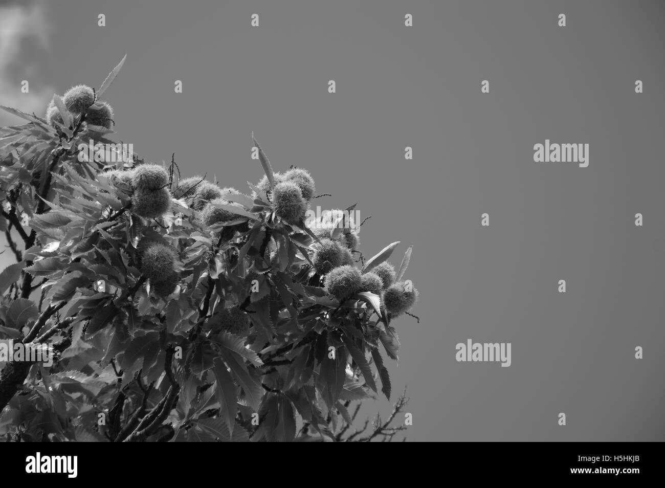 Albero di castagne immagini e fotografie stock ad alta risoluzione - Alamy