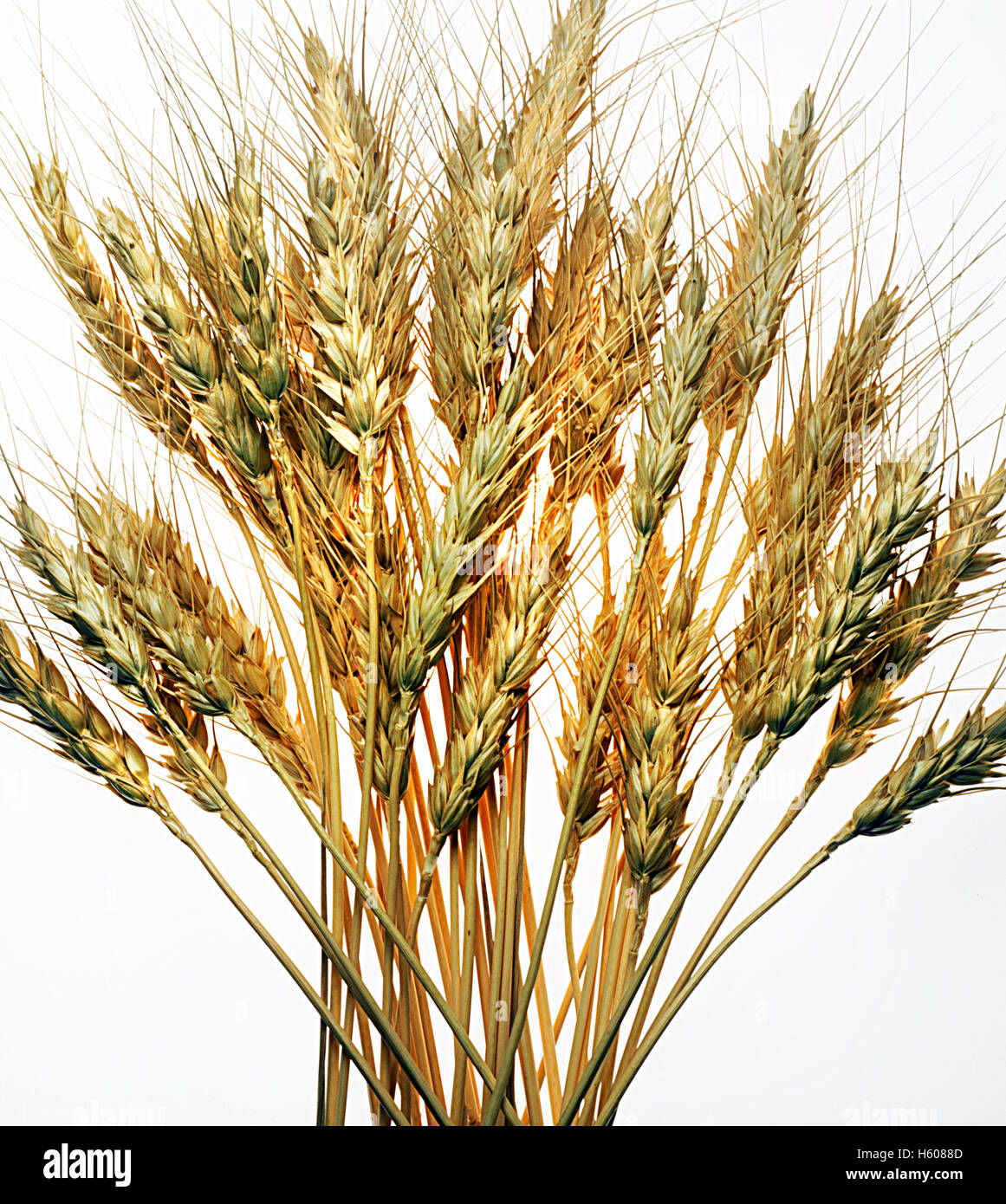 Steli di grano immagini e fotografie stock ad alta risoluzione - Alamy