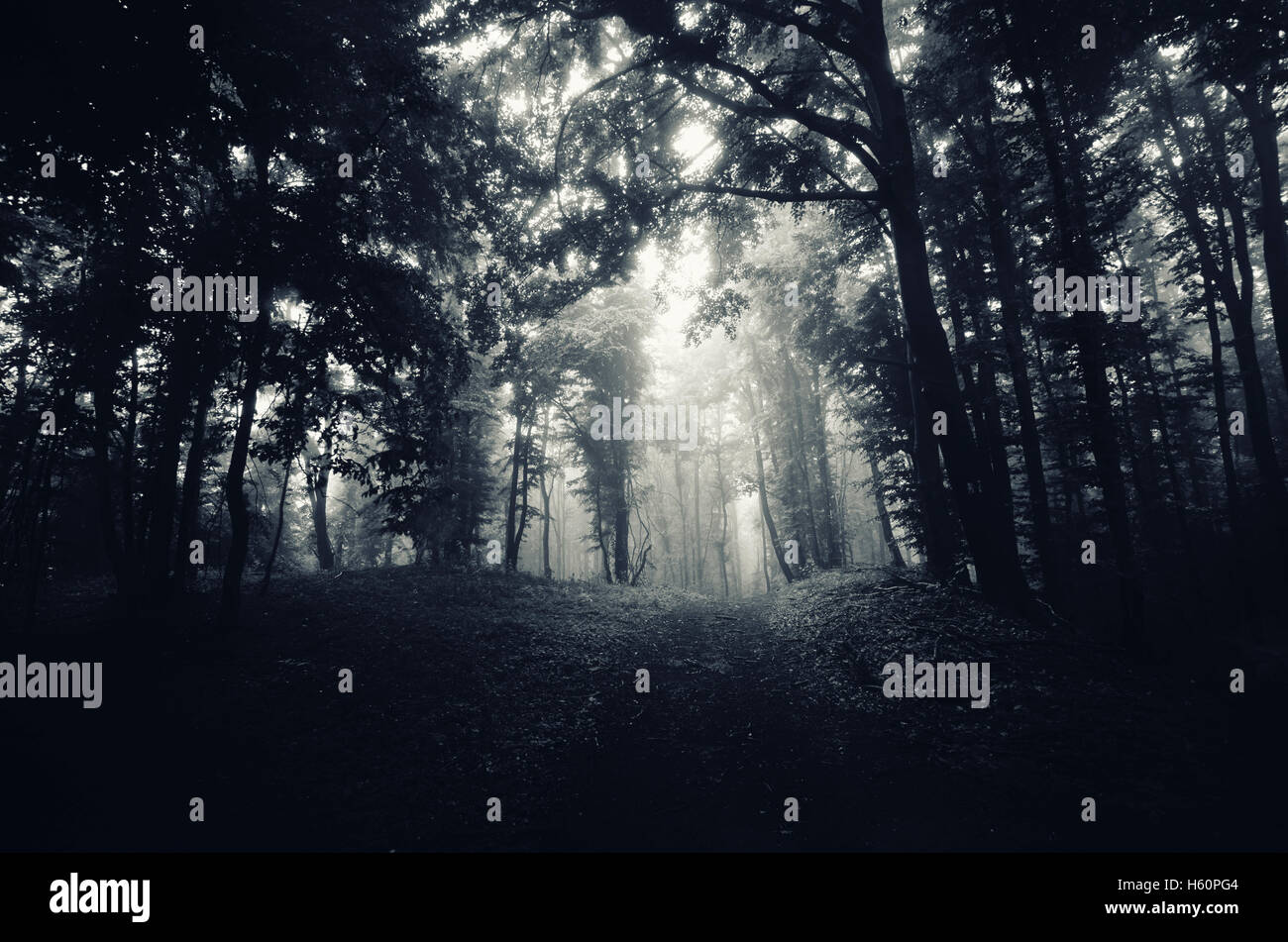 Sentiero nel bosco nella notte immagini e fotografie stock ad alta ...