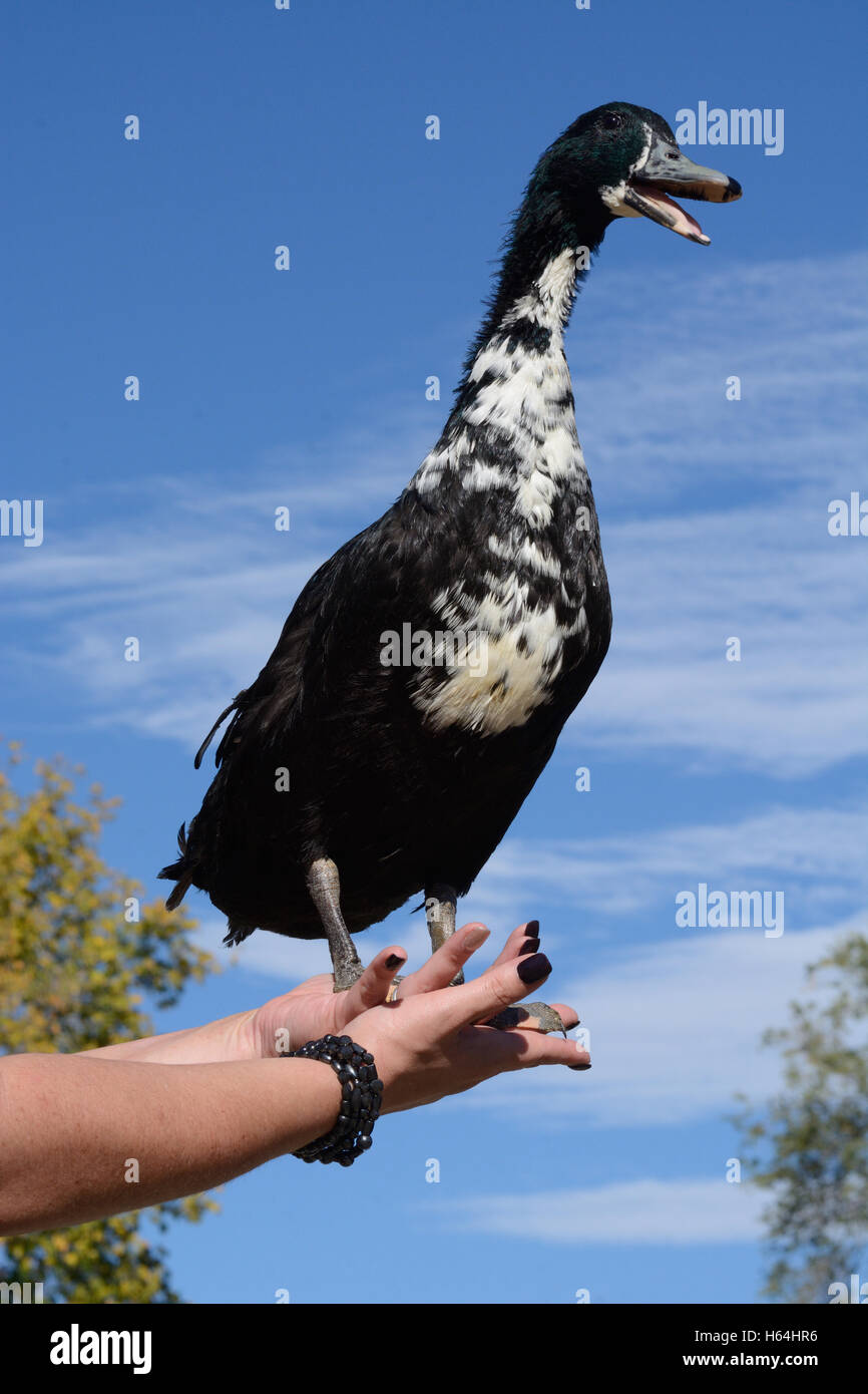 Anatra svedese blu immagini e fotografie stock ad alta risoluzione - Alamy