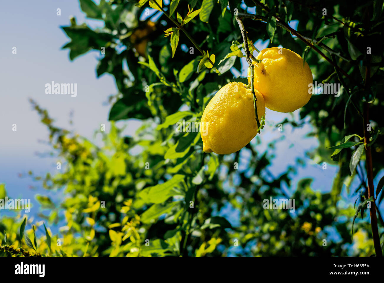 Limoni su un albero. Mare Mediterraneo e sky in background. Costiera ...