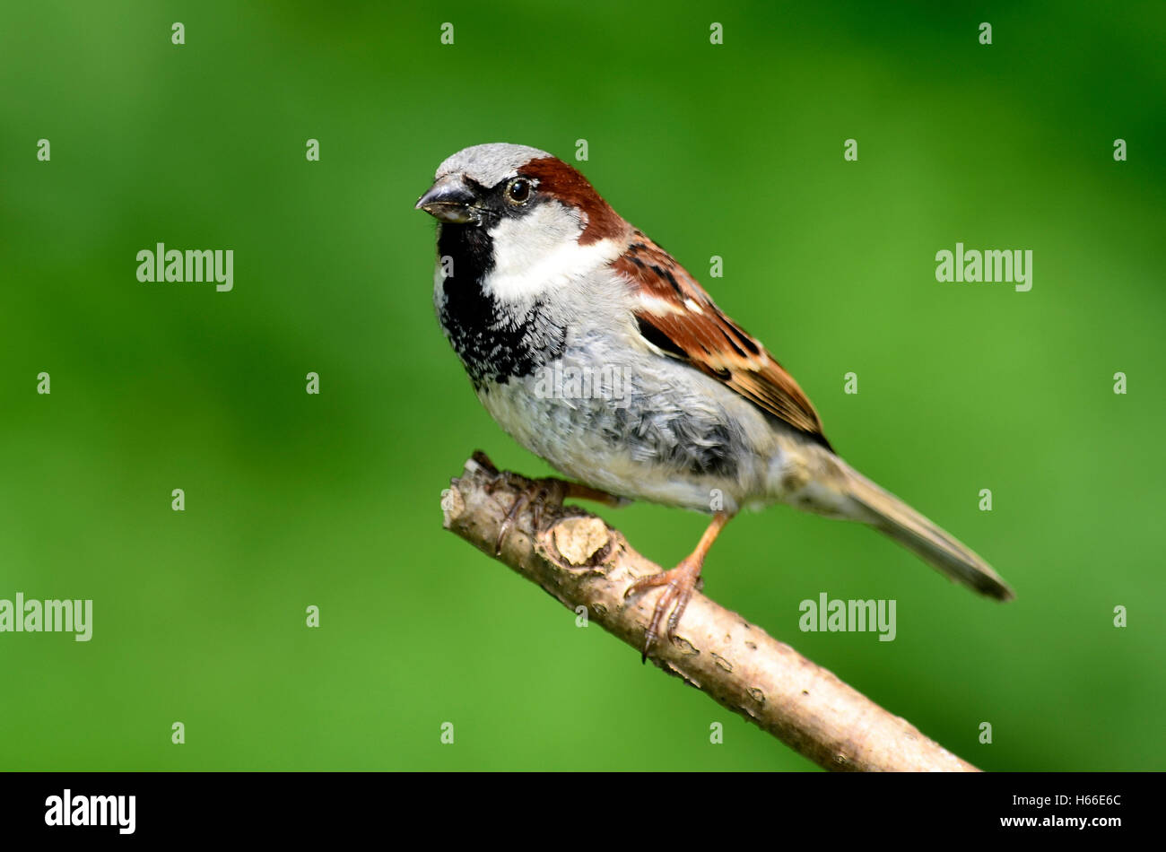 Specie di passero immagini e fotografie stock ad alta risoluzione - Alamy