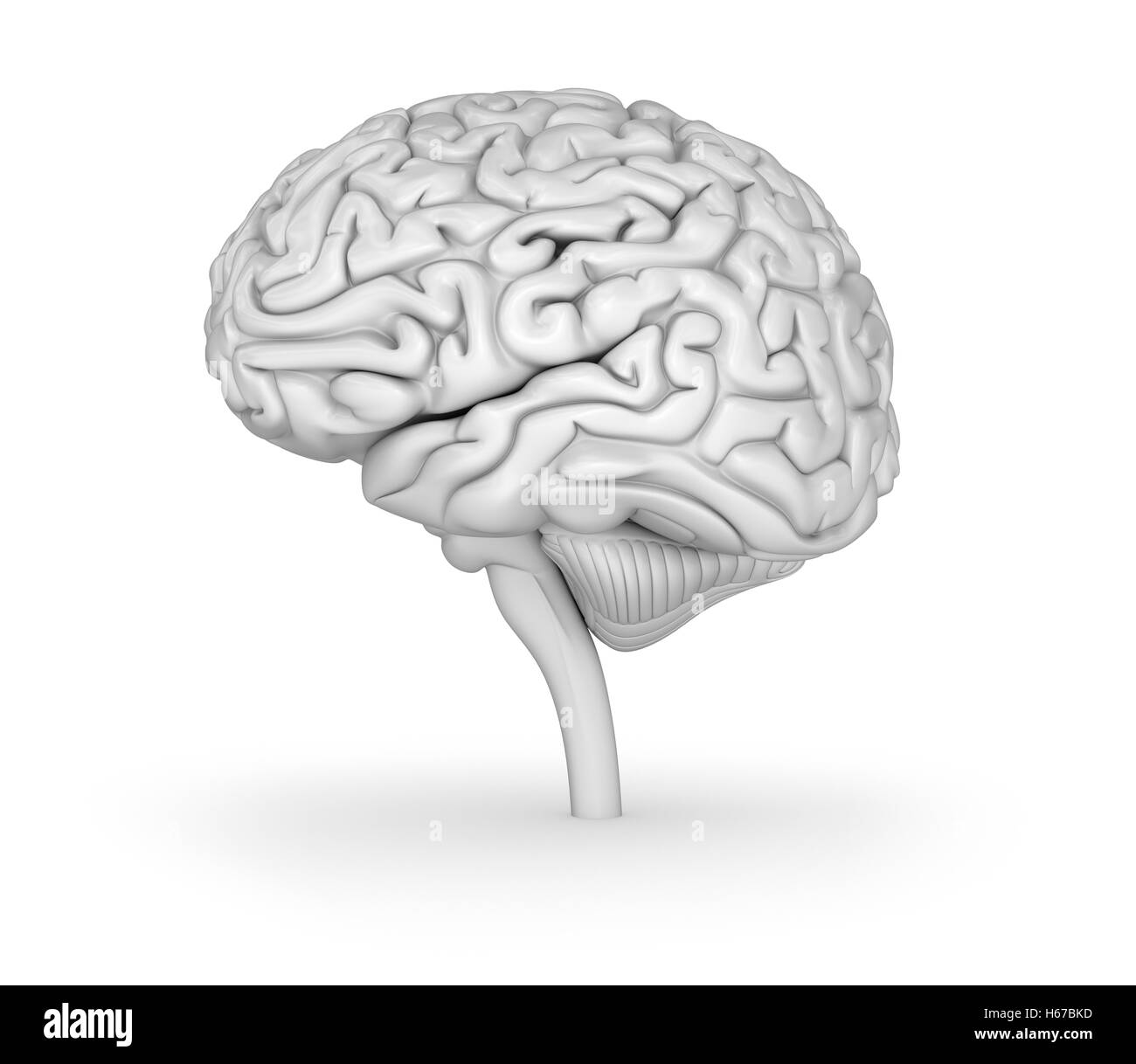 Anatomia del cervello umano Foto e Immagini Stock in Bianco e Nero - Alamy