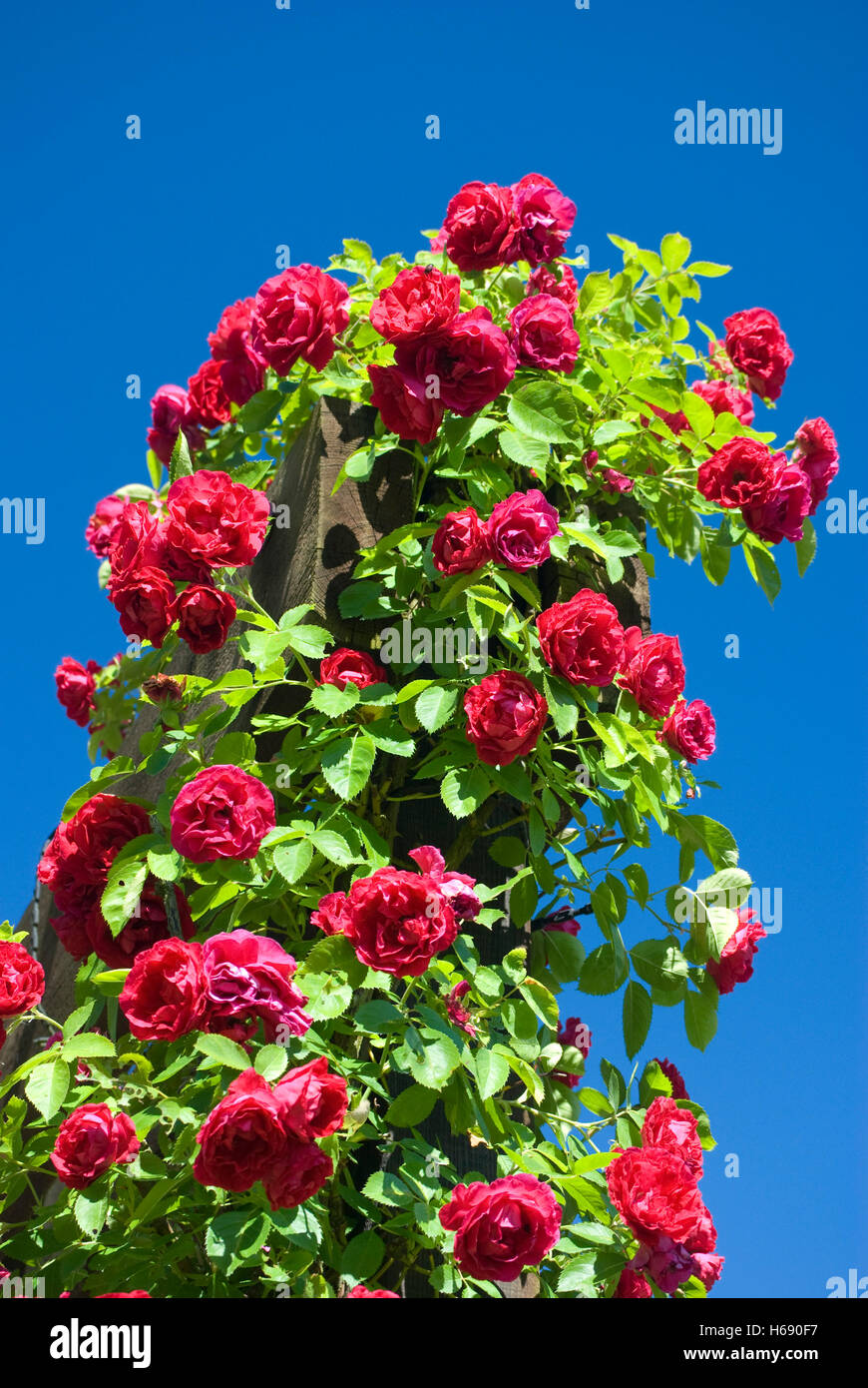 Rampicanti rose rampicanti immagini e fotografie stock ad alta ...