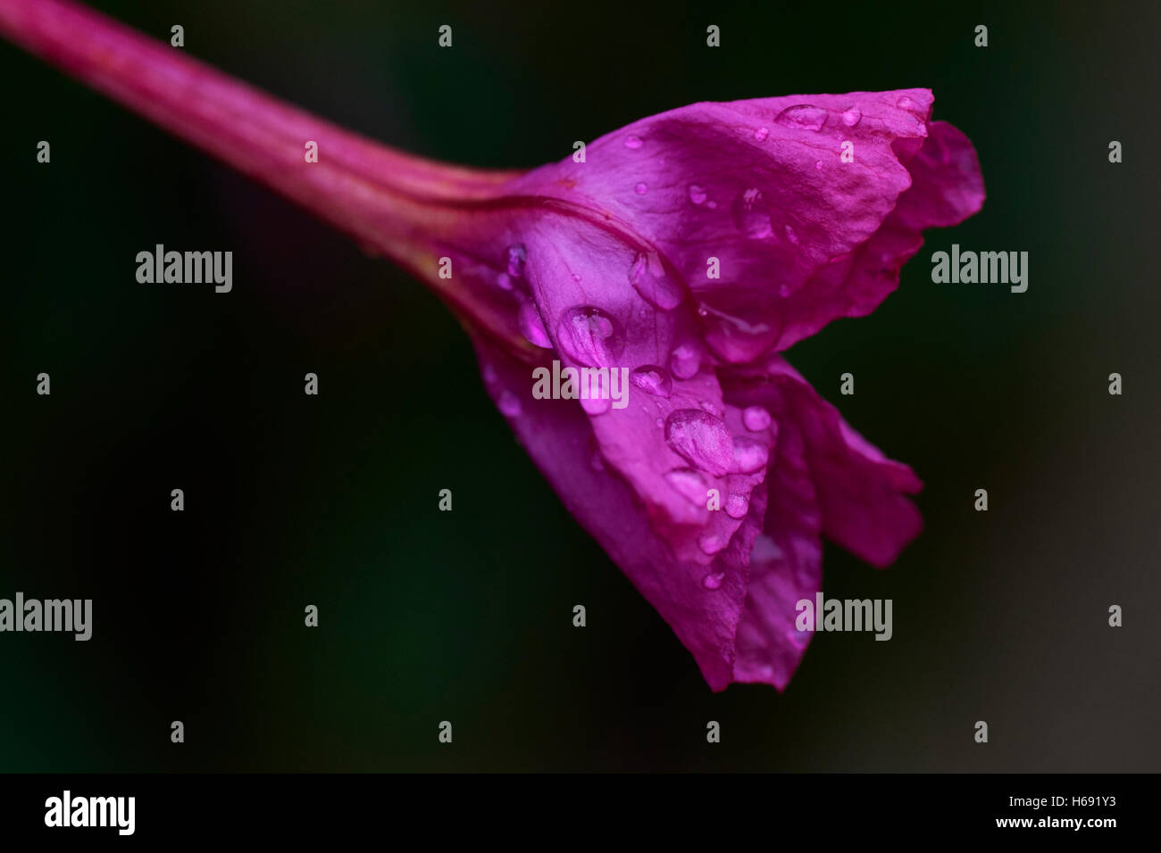 Fiore di corolla immagini e fotografie stock ad alta risoluzione - Alamy