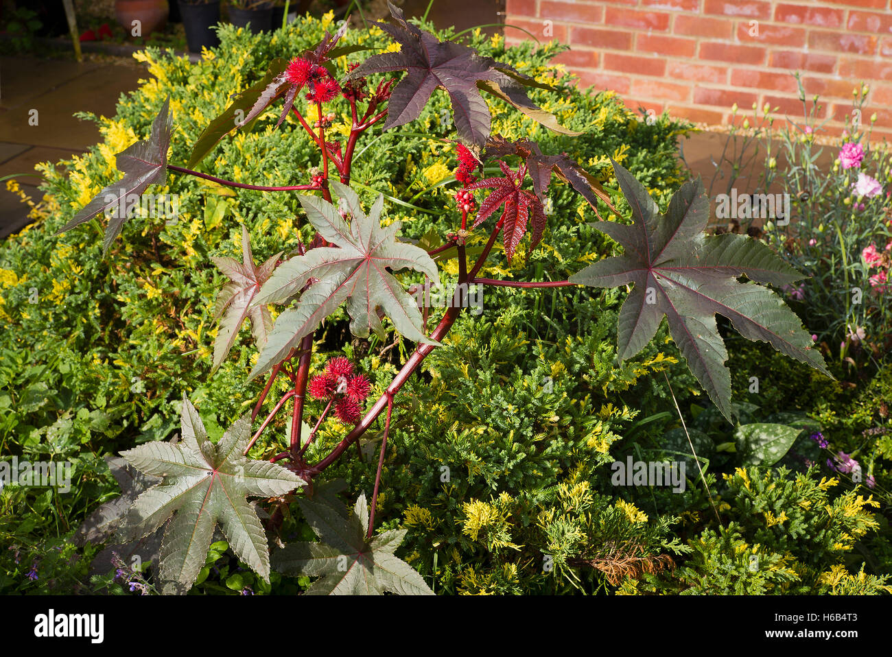Pianta di olio di ricino da giardino di fagioli velenosi immagini e ...