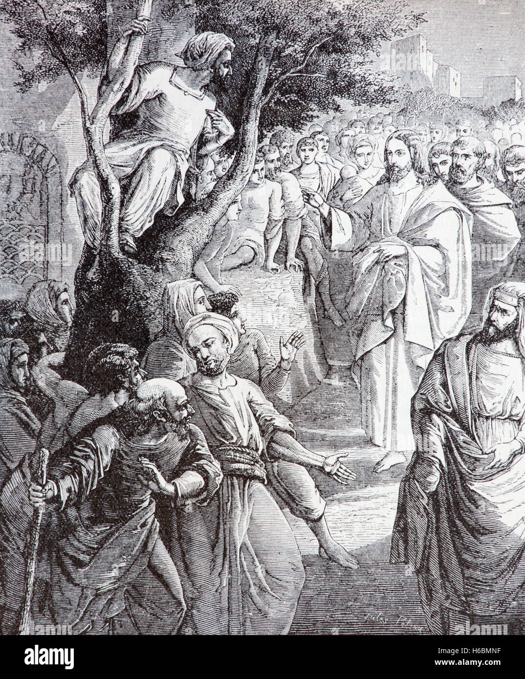 Zaccheo albero immagini e fotografie stock ad alta risoluzione - Alamy