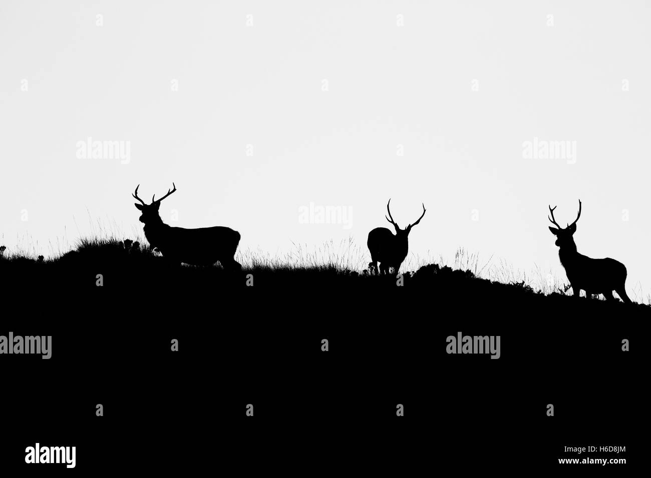 Sagome Vettoriali Nere Immagini e Fotos Stock - Alamy