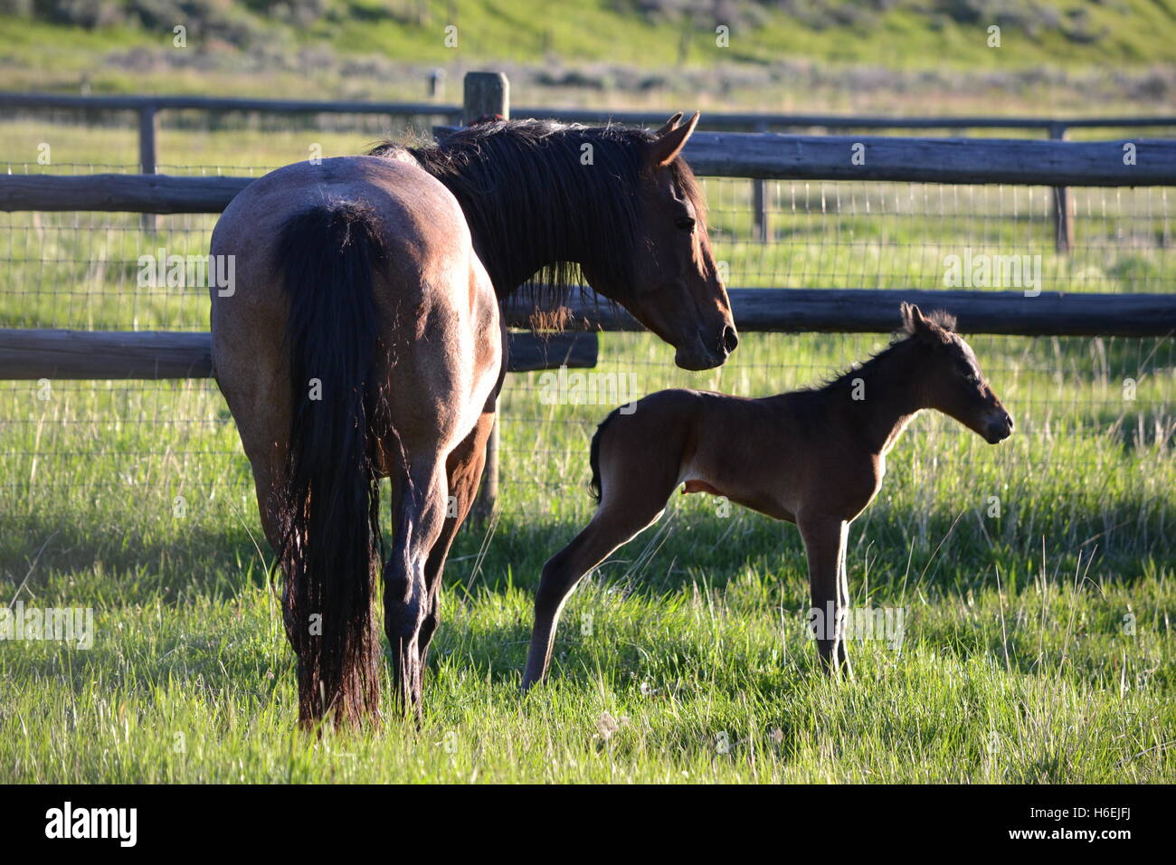 Cavalla e puledro appena nato immagini e fotografie stock ad alta ...
