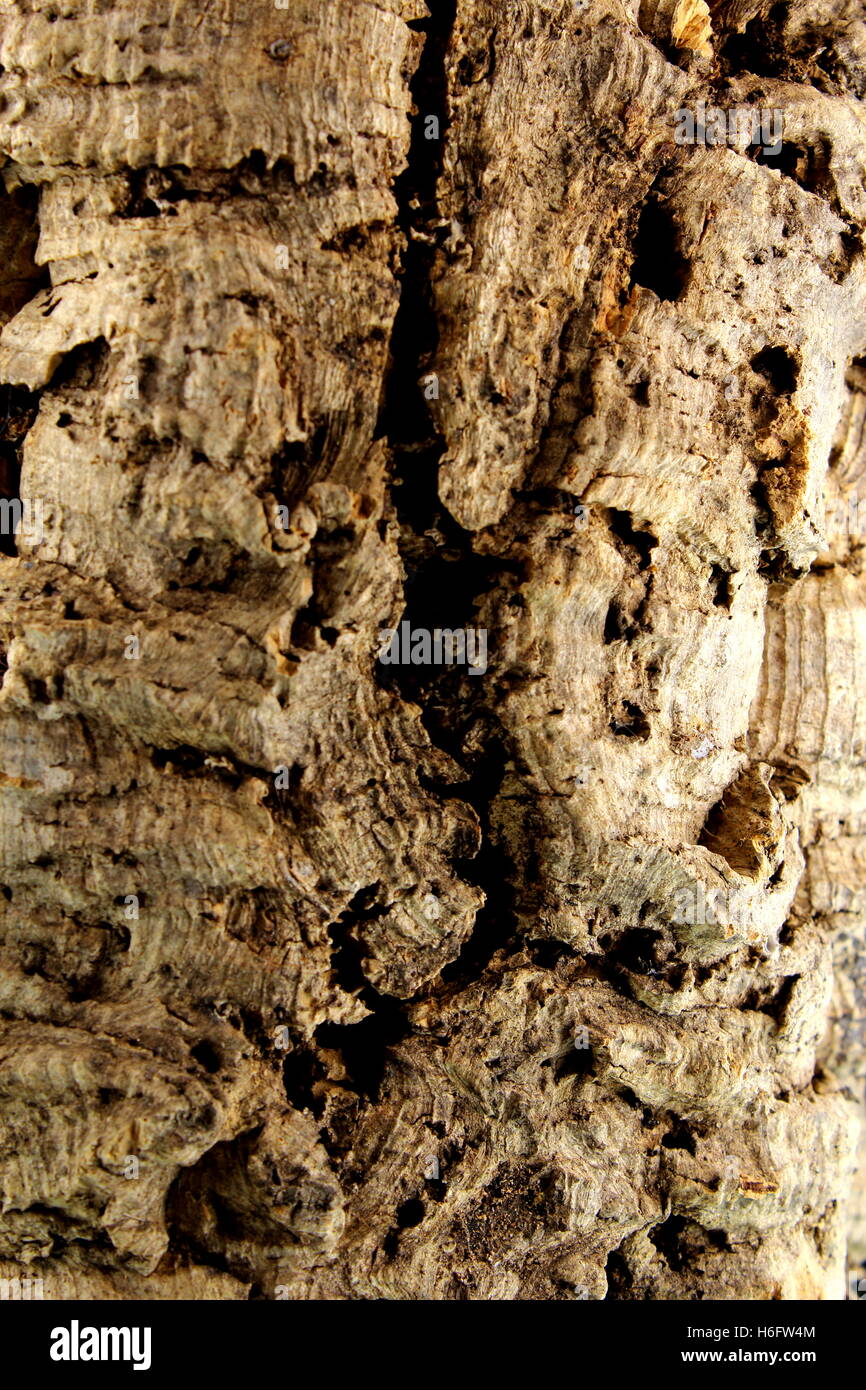 Quercia da sughero texture immagini e fotografie stock ad alta ...