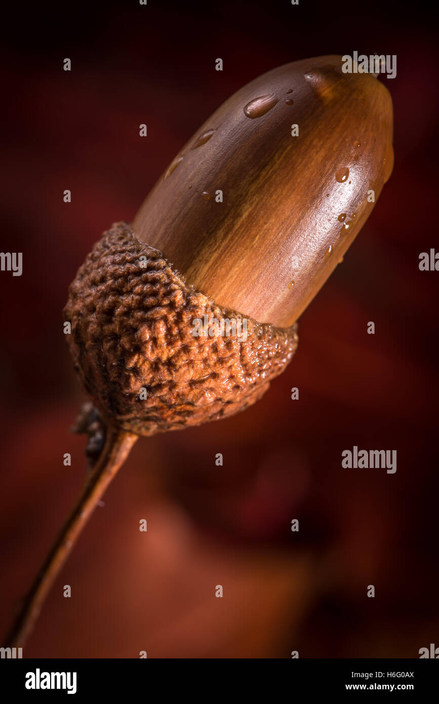 Piccola ghianda immagini e fotografie stock ad alta risoluzione - Alamy