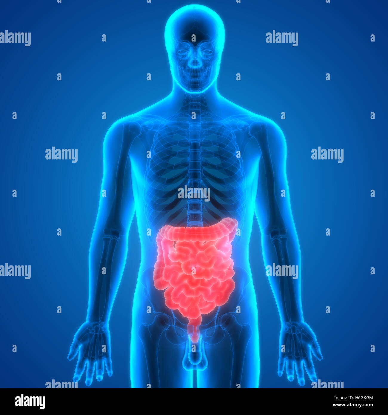 Apparato Digestivo umano grande e piccolo intestino anatomia Foto stock ...
