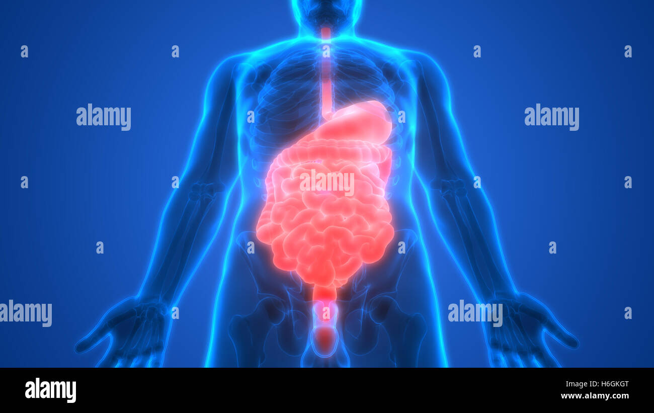 Ano umano immagini e fotografie stock ad alta risoluzione - Alamy