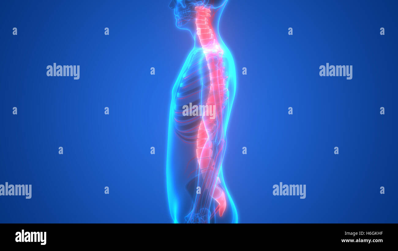 Il midollo spinale una parte di scheletro umano anatomia Foto stock - Alamy