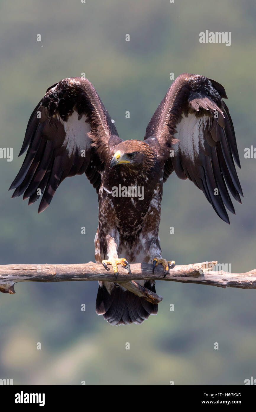 Aquila reale immagini e fotografie stock ad alta risoluzione - Alamy